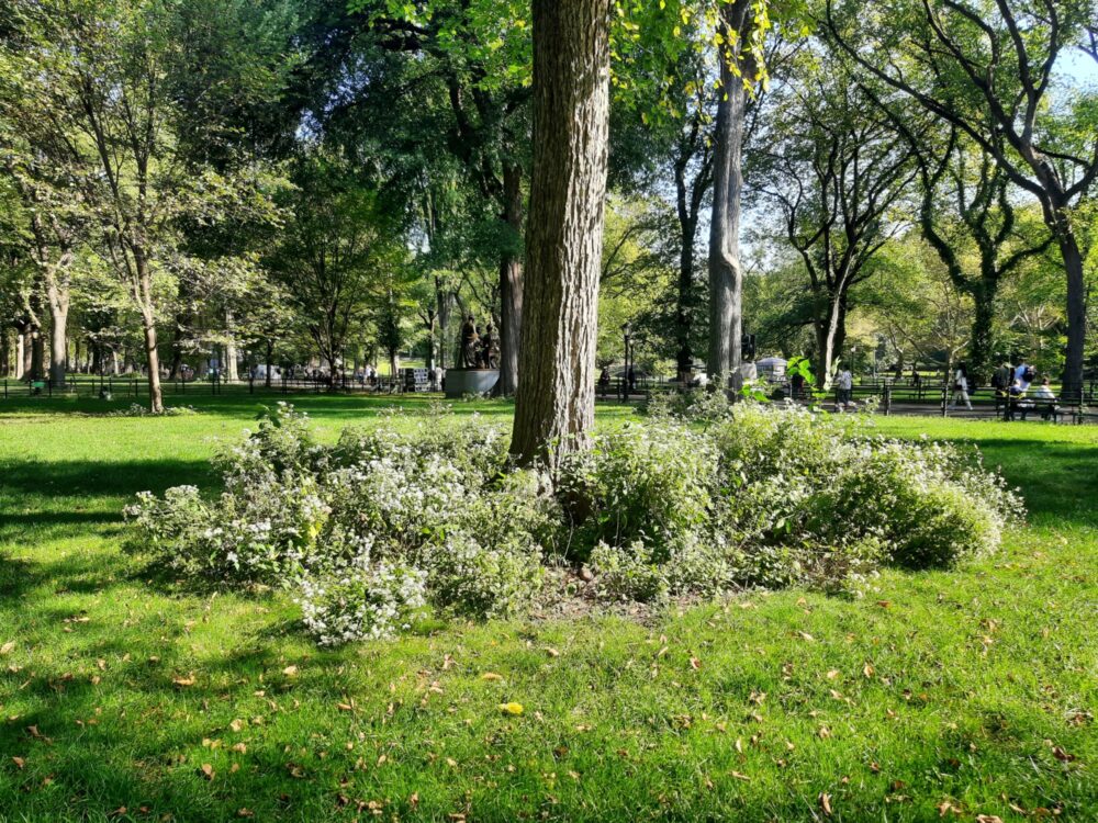 Environmental Sustainability in Central… | Central Park Conservancy