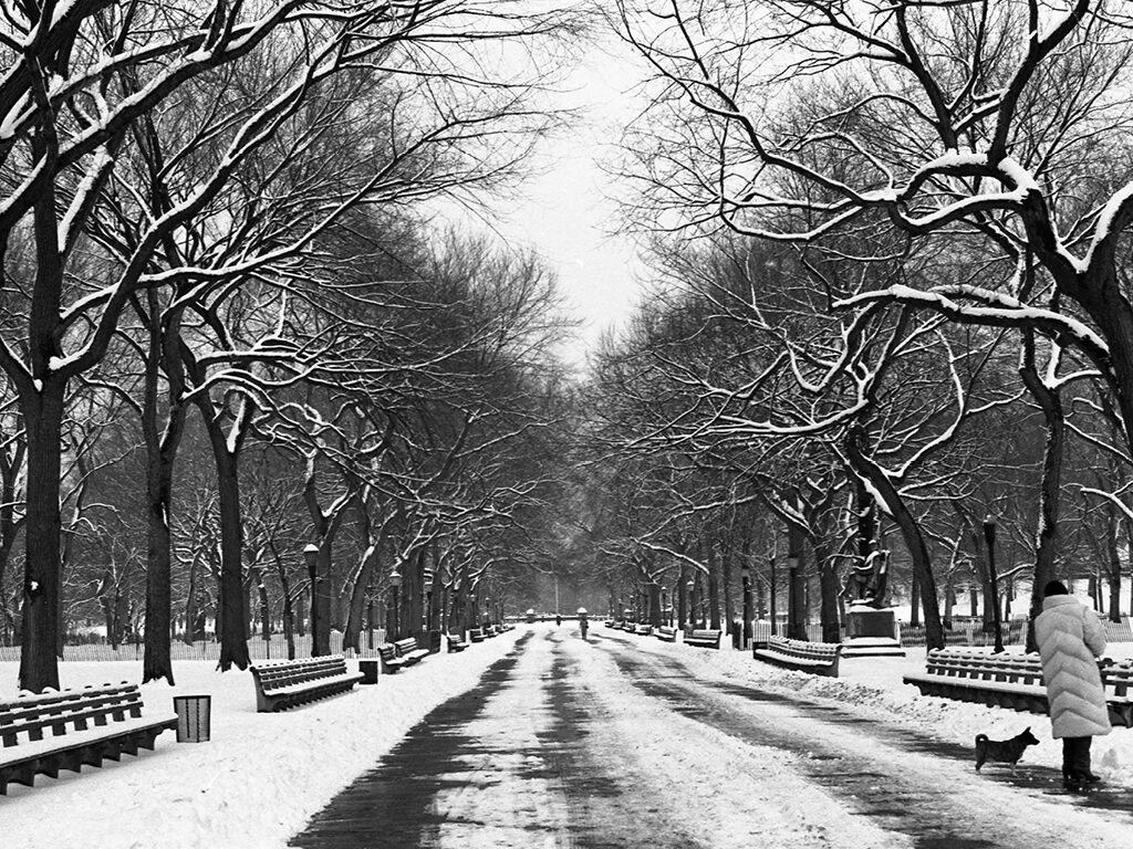 Digital Backgrounds: Desktop | Central Park Conservancy