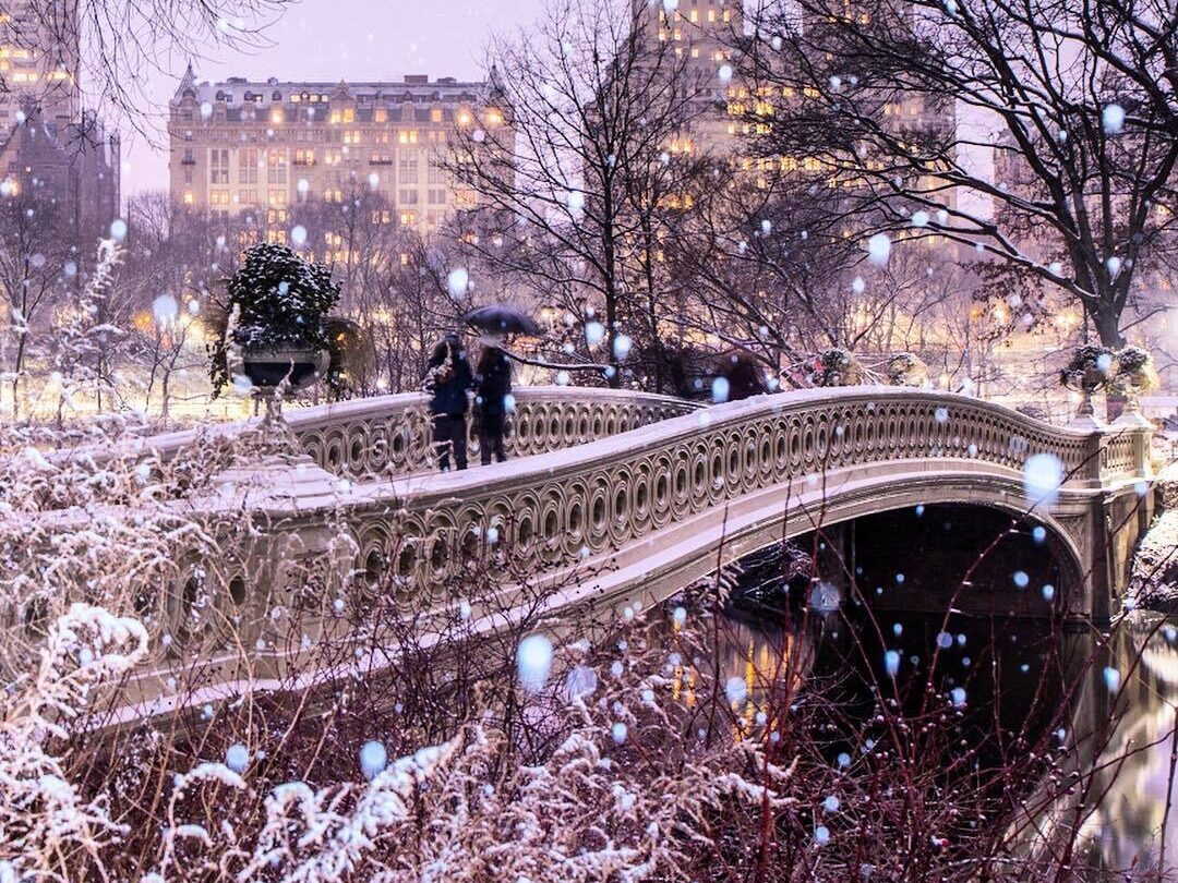 Arthur Ross Pinetum | Central Park Conservancy