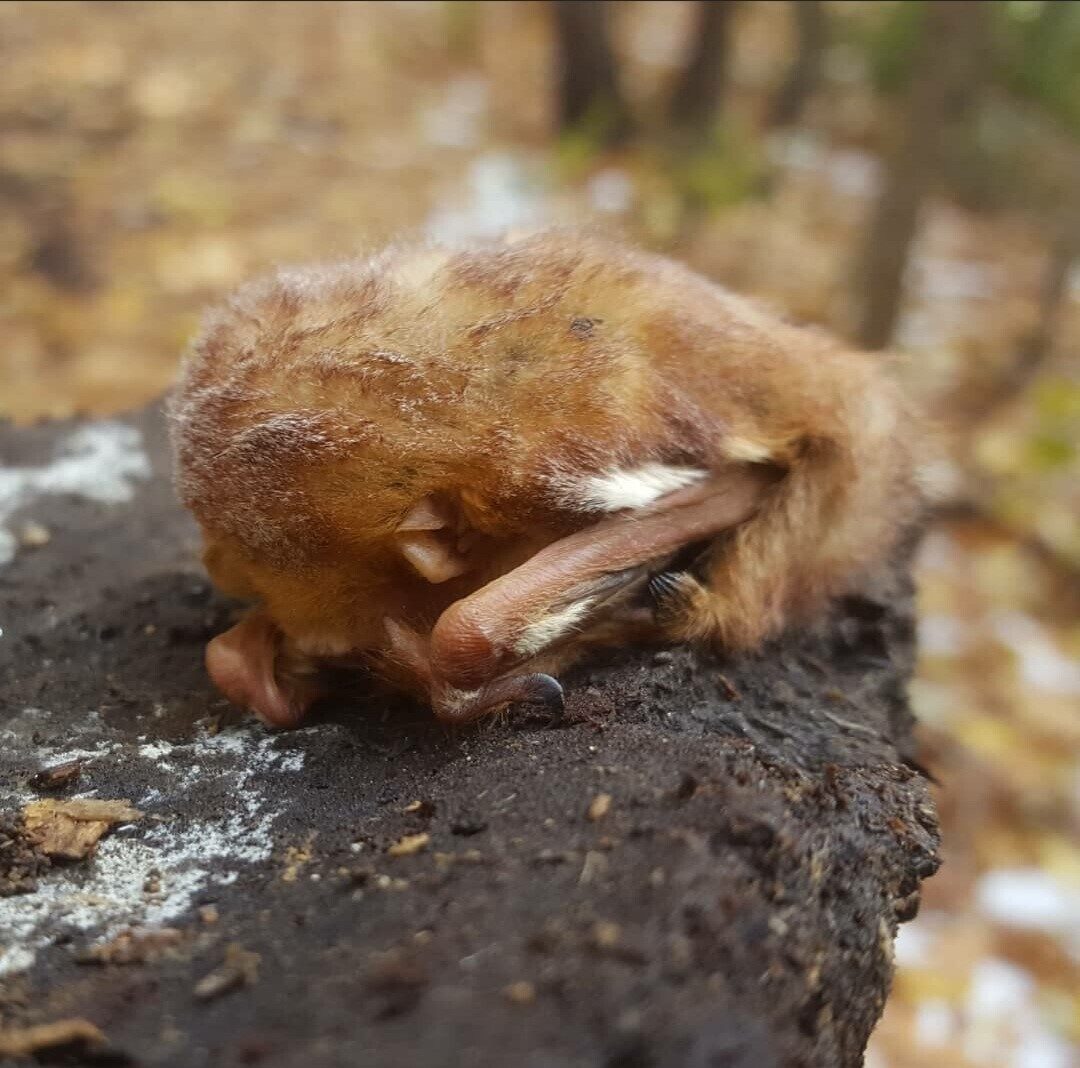 Flying in Plain Sight: The Bats of Central… | Central Park Conservancy