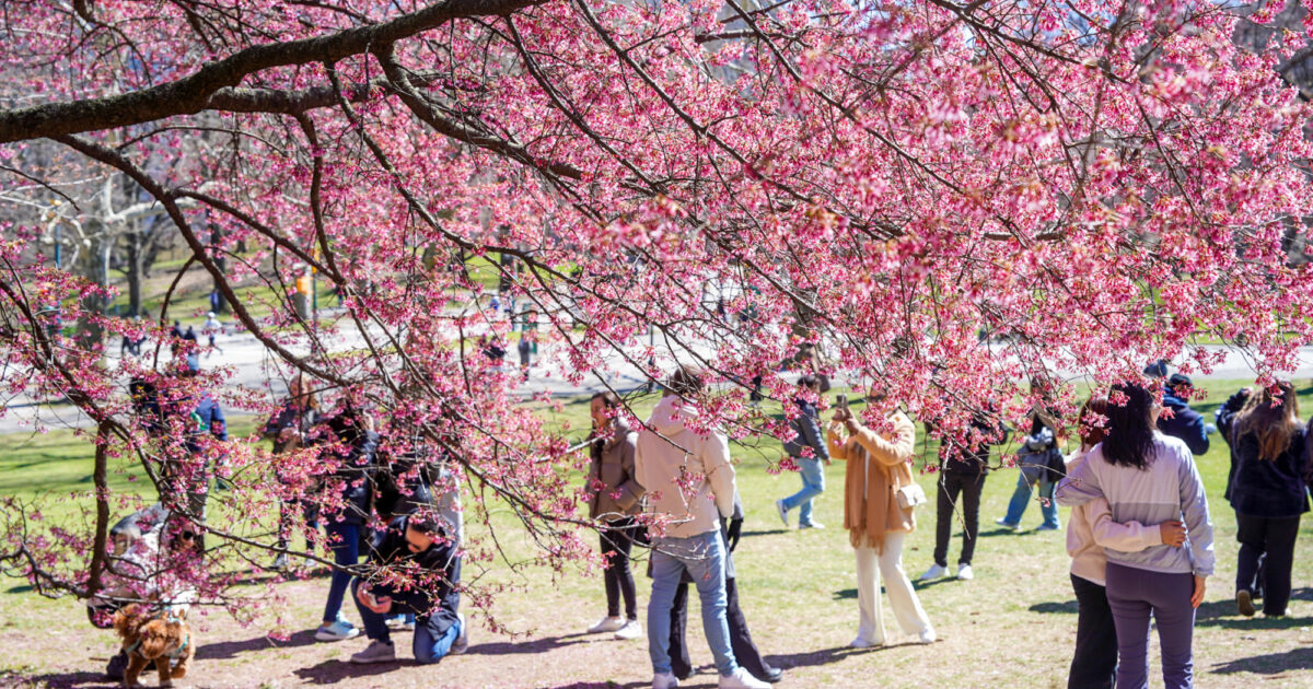 Central Park Cherry Blossom Trees | Central Park Conservancy
