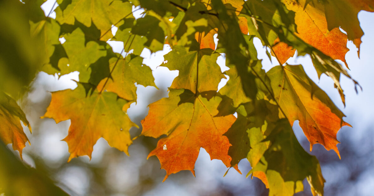 Weekly Walks: Signs of Fall | Central Park Conservancy