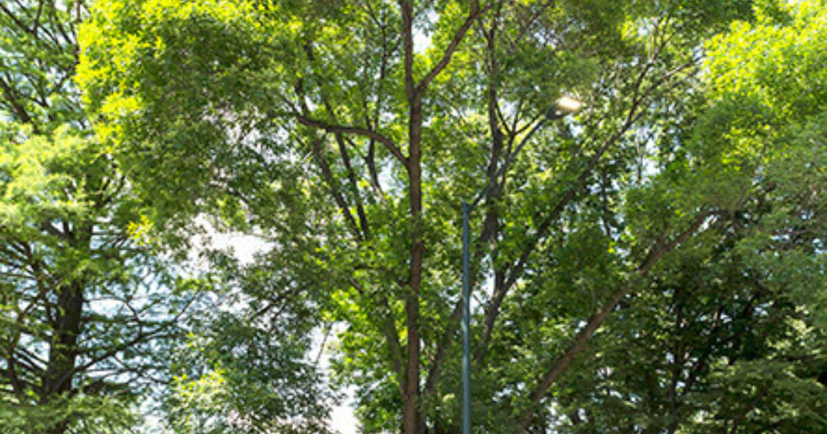 Green Ash | Central Park Conservancy