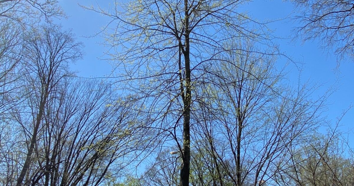 Laurel Oak | Central Park Conservancy