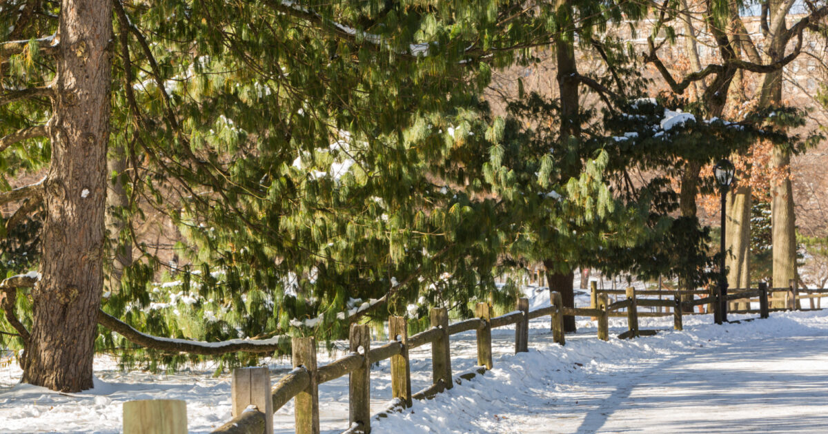 Winter Forest Bathing Walk: The Arthur… | Central Park Conservancy