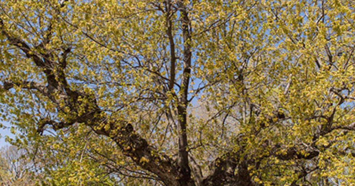 Red Maple | Central Park Conservancy