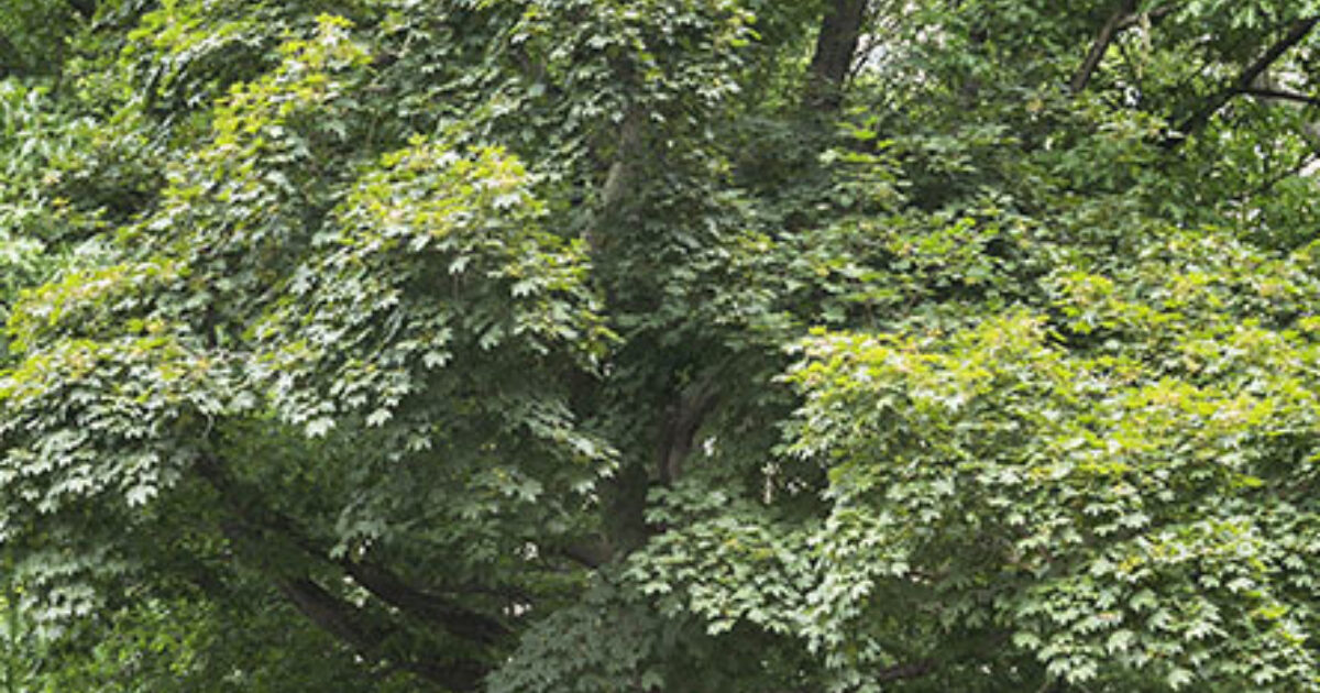 Schwedler Norway Maple | Central Park Conservancy
