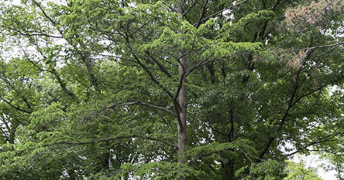 American Larch | Central Park Conservancy