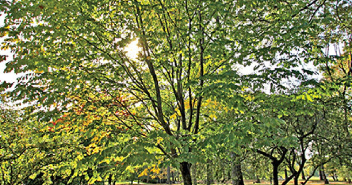 Yellowwood Tree American Yellowwood | Central Park Conservancy