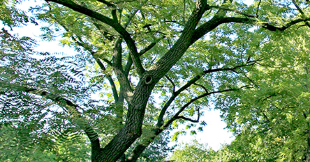 Black Walnut | Central Park Conservancy