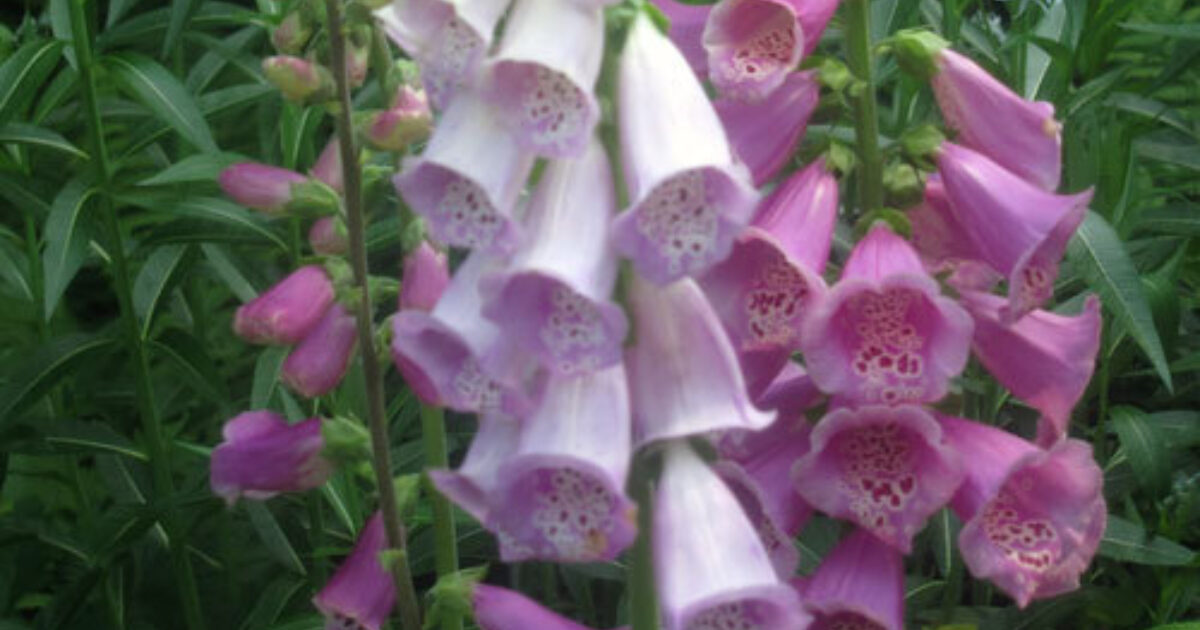 Foxglove | Central Park Conservancy