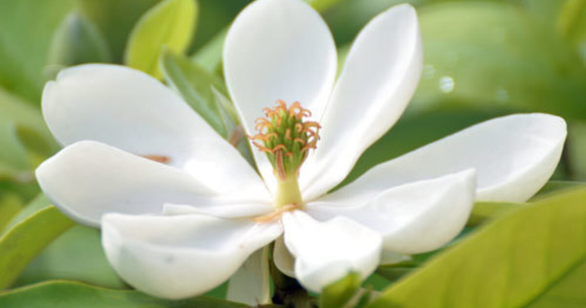 Sweet-bay Magnolia | Central Park Conservancy