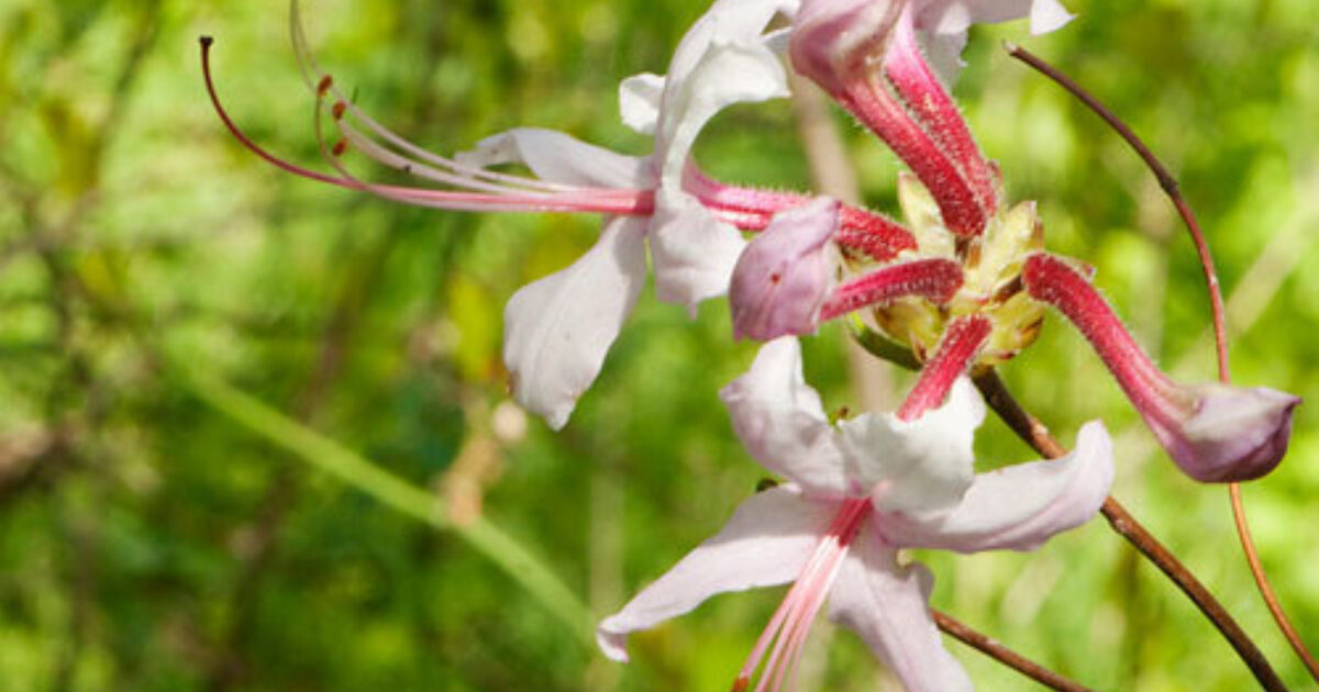 Swamp Azalea | Central Park Conservancy