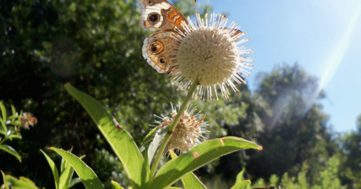 Buttonbush | Central Park Conservancy