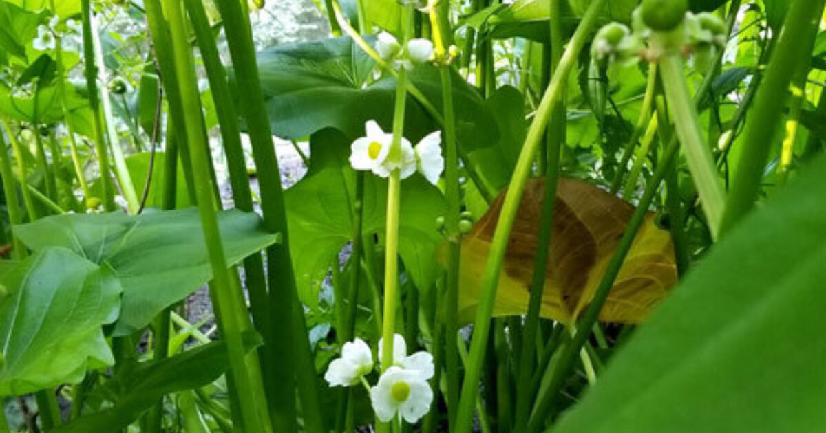 Duck Potato | Central Park Conservancy