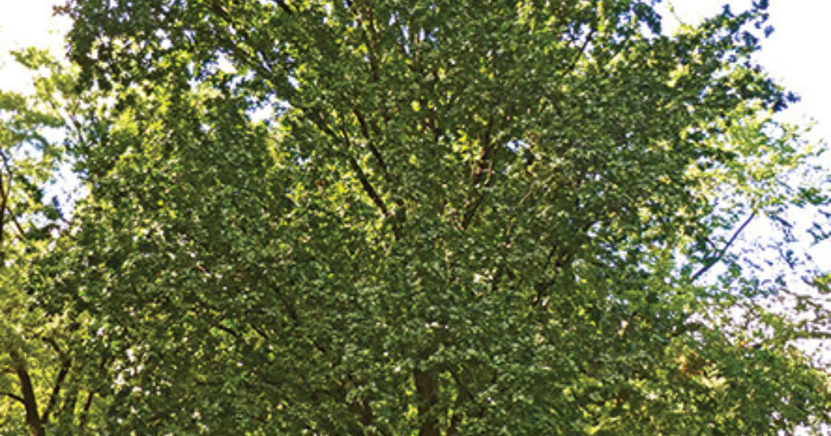 English Oak | Central Park Conservancy