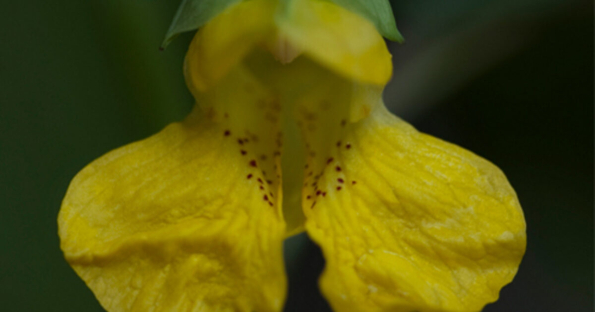 Jewelweed | Central Park Conservancy