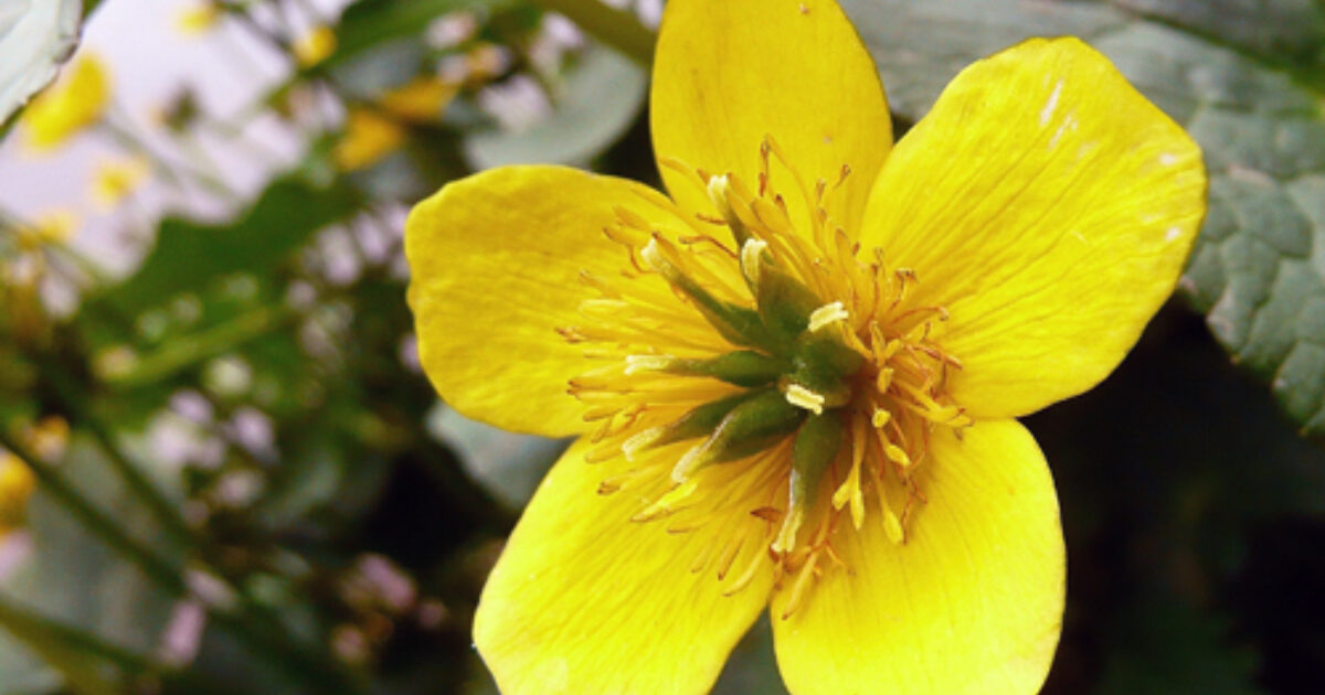 Marsh Marigold | Central Park Conservancy