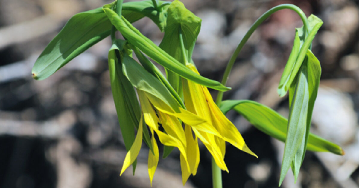 Merry Bells | Central Park Conservancy