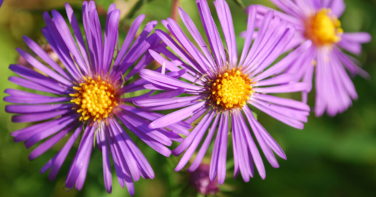 New England Aster | Central Park Conservancy