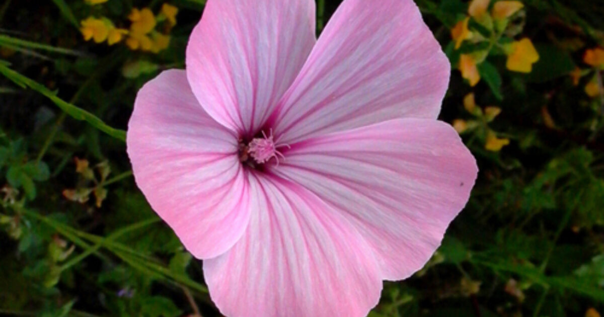 Rose Mallow | Central Park Conservancy