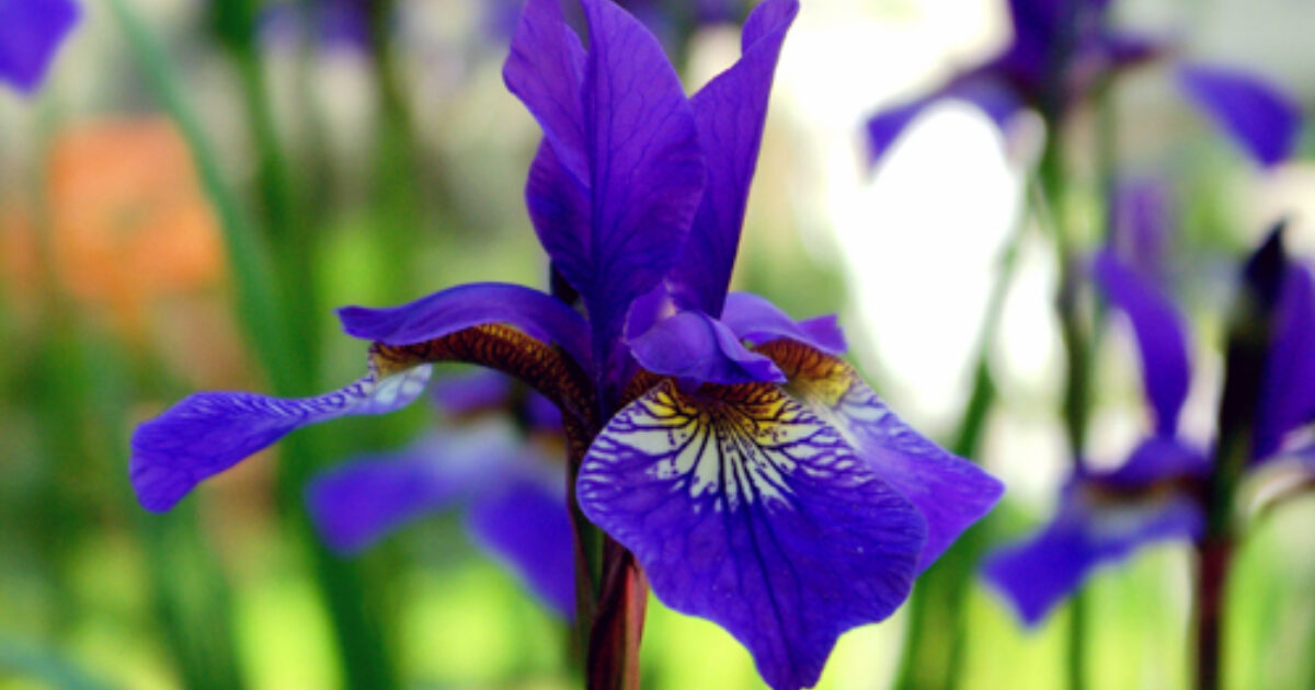 Siberian Iris | Central Park Conservancy