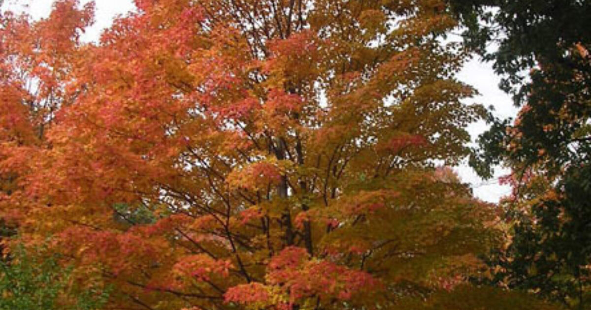Maple Tree