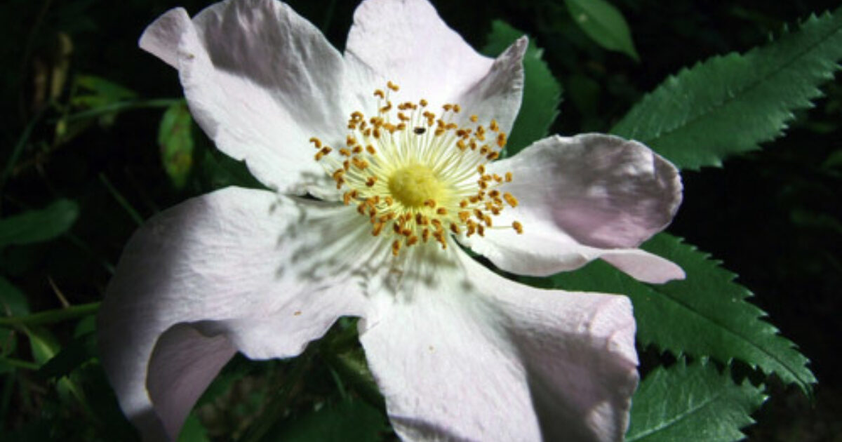 Virginia Rose | Central Park Conservancy