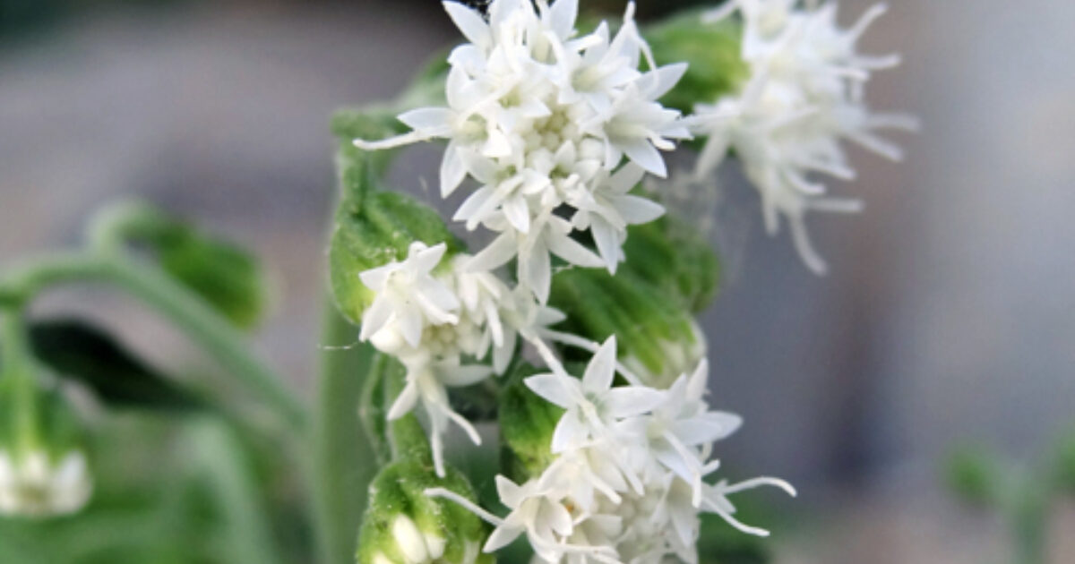 White Snakeroot | Central Park Conservancy