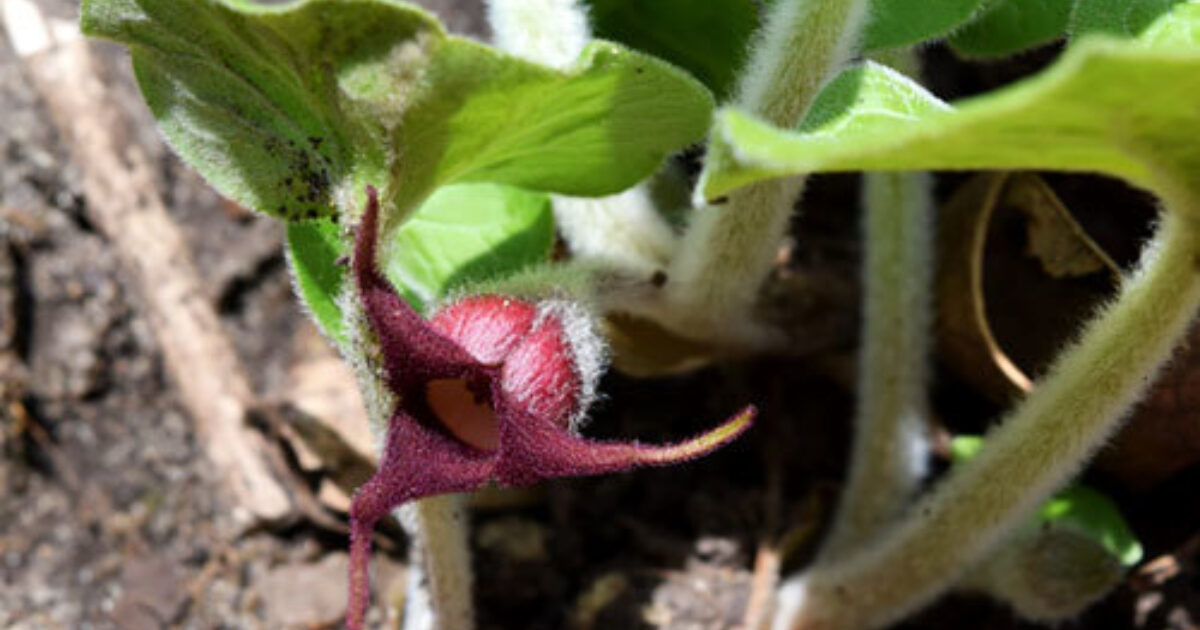 Wild Ginger Wild Ginger Seeds (Asarum Canadense) – Vermont