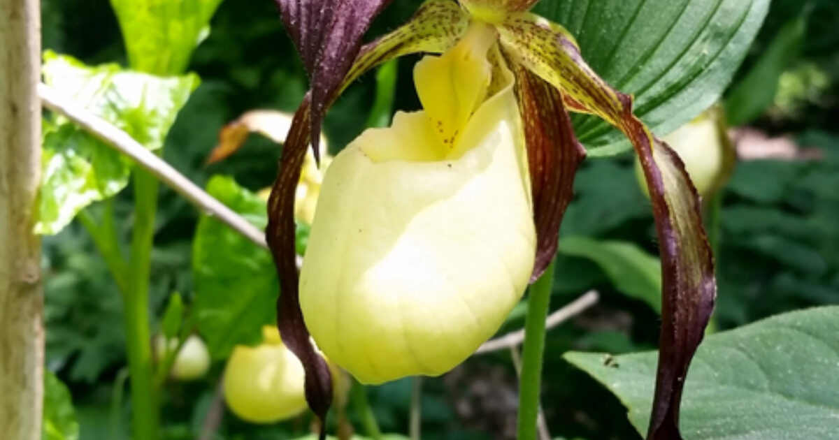 Yellow Lady's Slipper | Central Park Conservancy