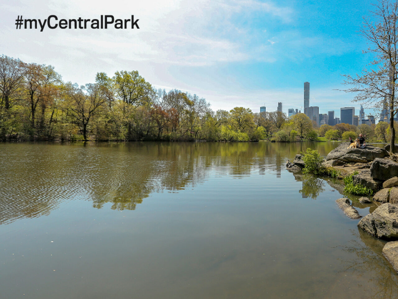 Digital Backgrounds | Central Park Conservancy