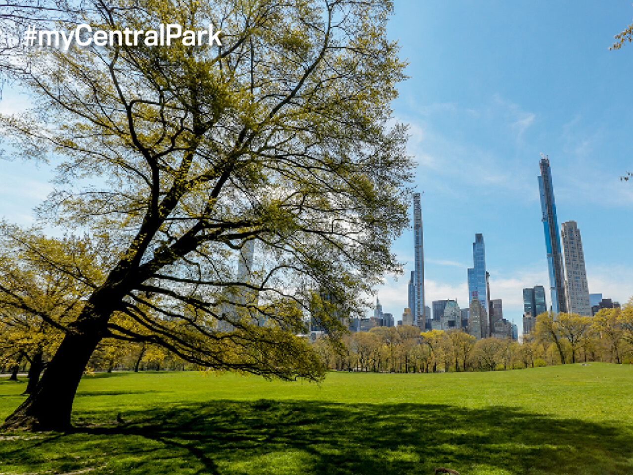 Digital Backgrounds | Central Park Conservancy
