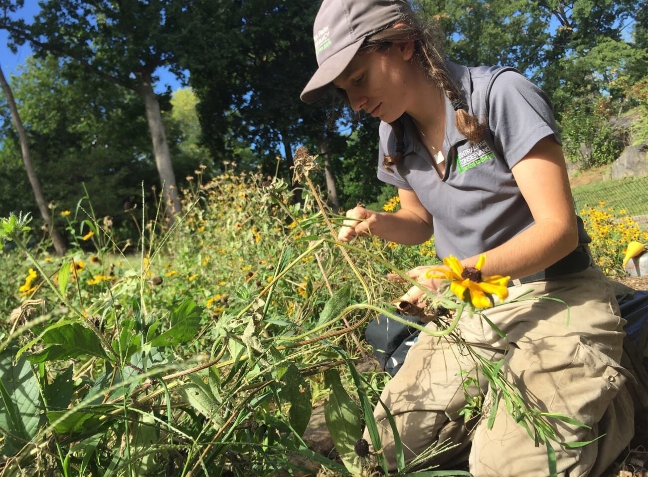 A Native Meadow in Progress, the Dene… | Central Park Conservancy