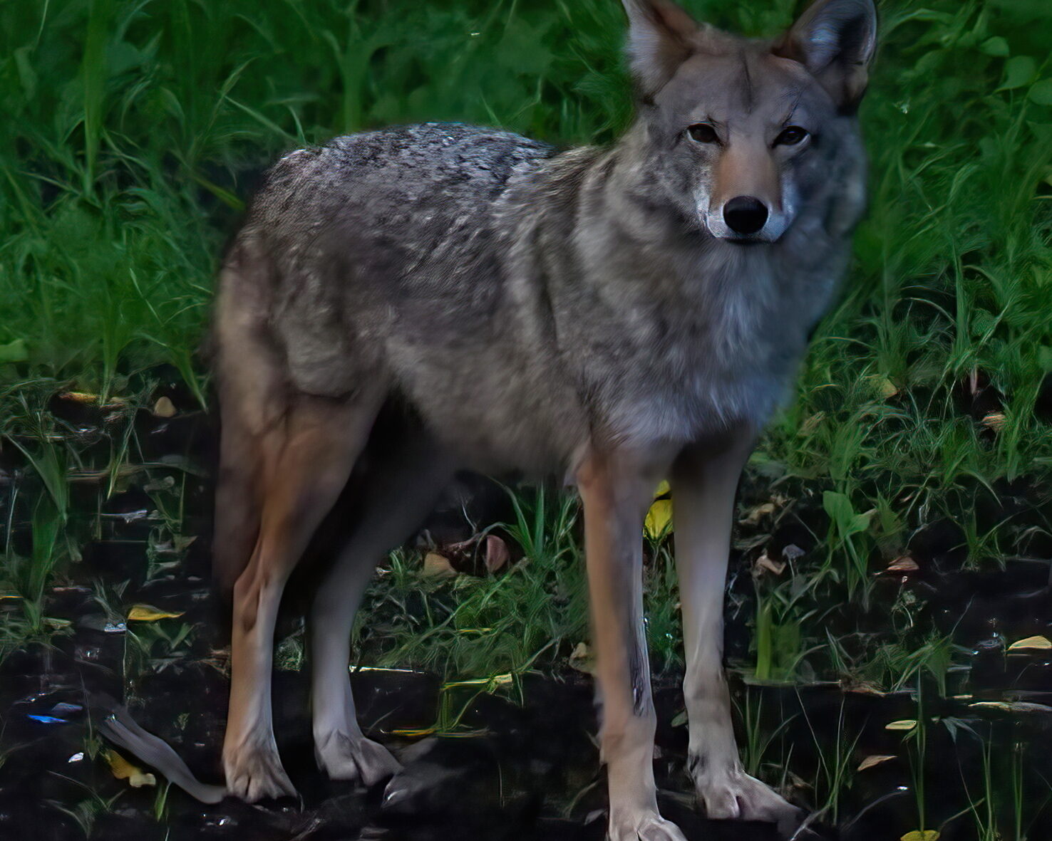 Coyotes in Central Park | Central Park Conservancy