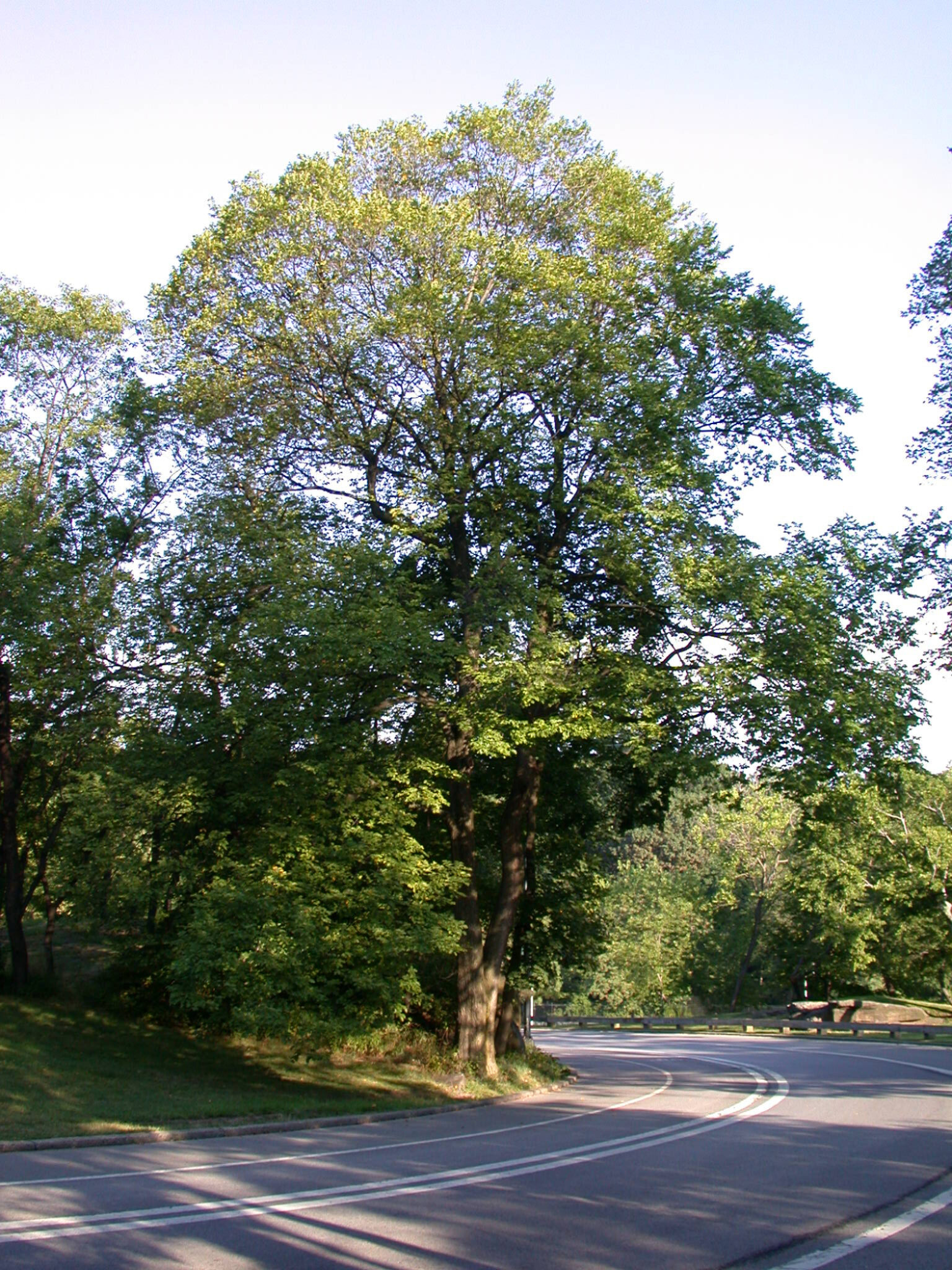 English Elm | Central Park Conservancy