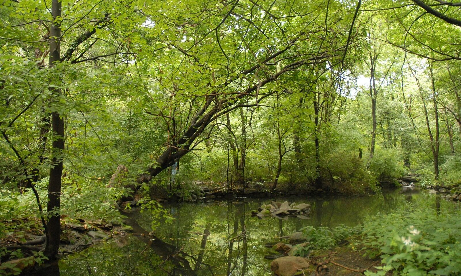 The Ramble | Central Park Conservancy