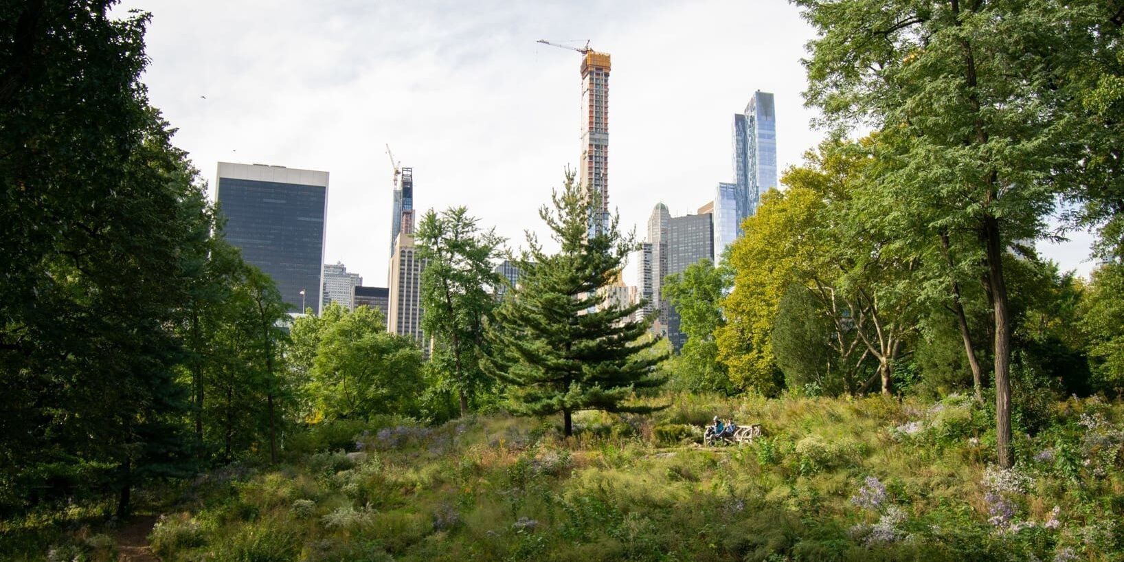 A Native Meadow in Progress, the Dene… | Central Park Conservancy
