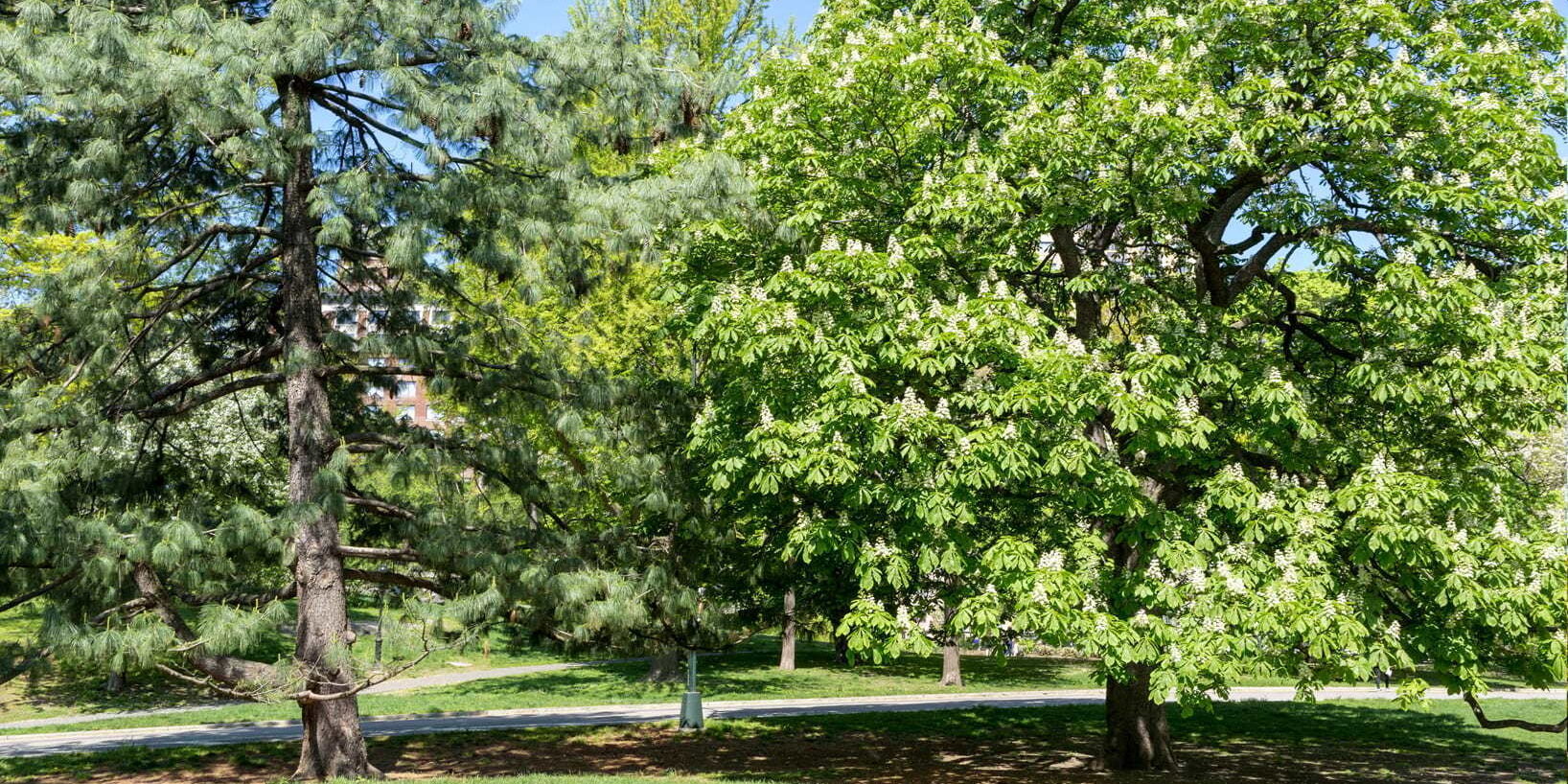 Before Central Park: The Story of Seneca… | Central Park Conservancy