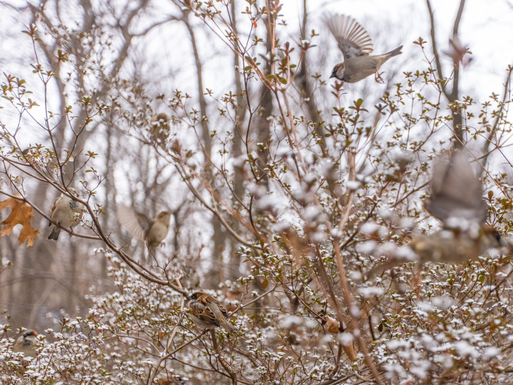 Winter Guide | Central Park Conservancy