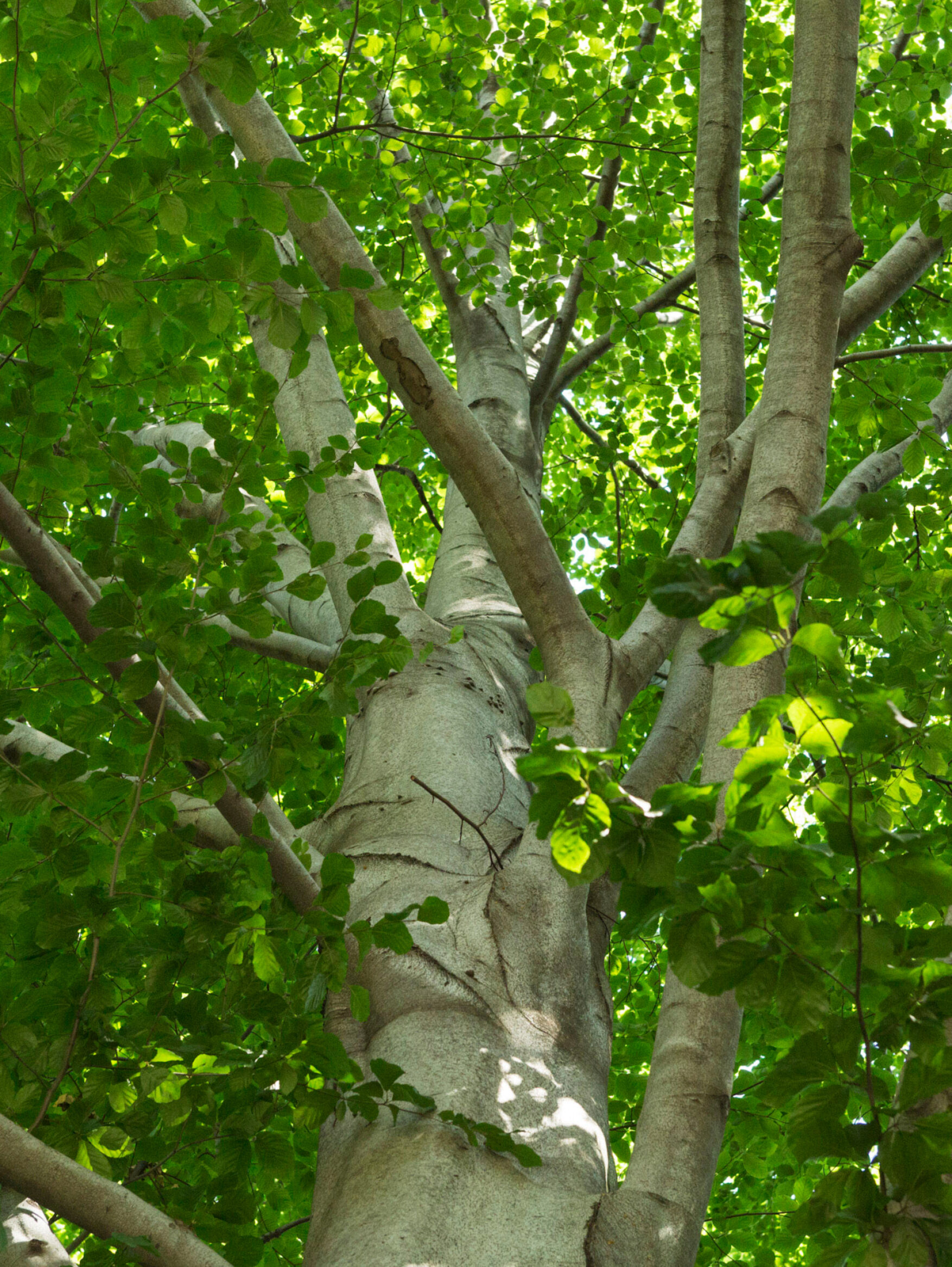 European Beech | Central Park Conservancy