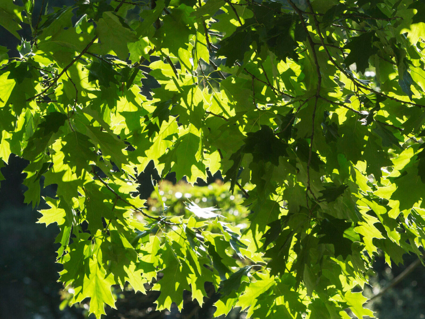 European Turkey Oak | Central Park Conservancy