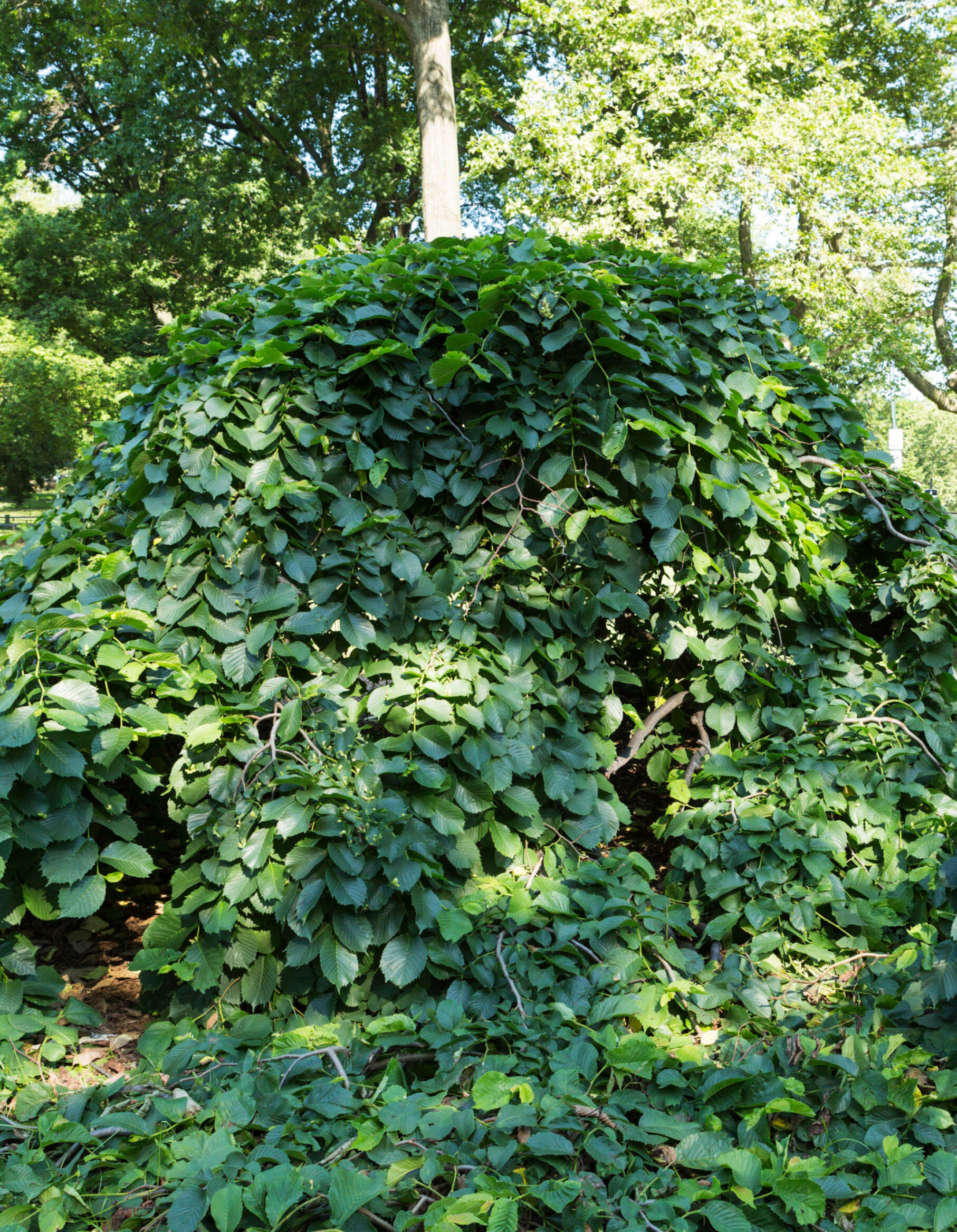 Camperdown Elm | Central Park Conservancy