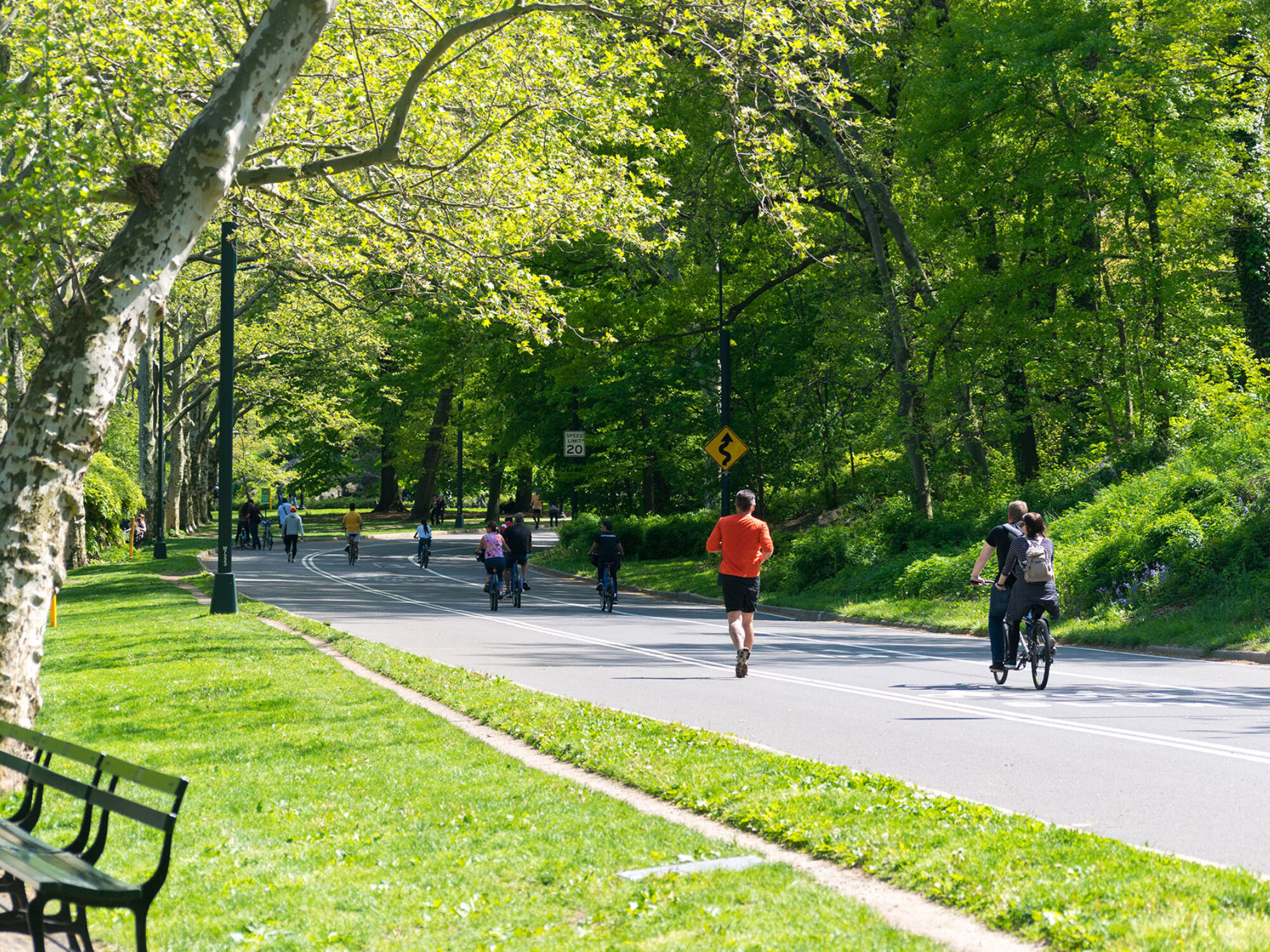 The Ramble: ‘A Sense of Mystery’ Across 36… | Central Park Conservancy