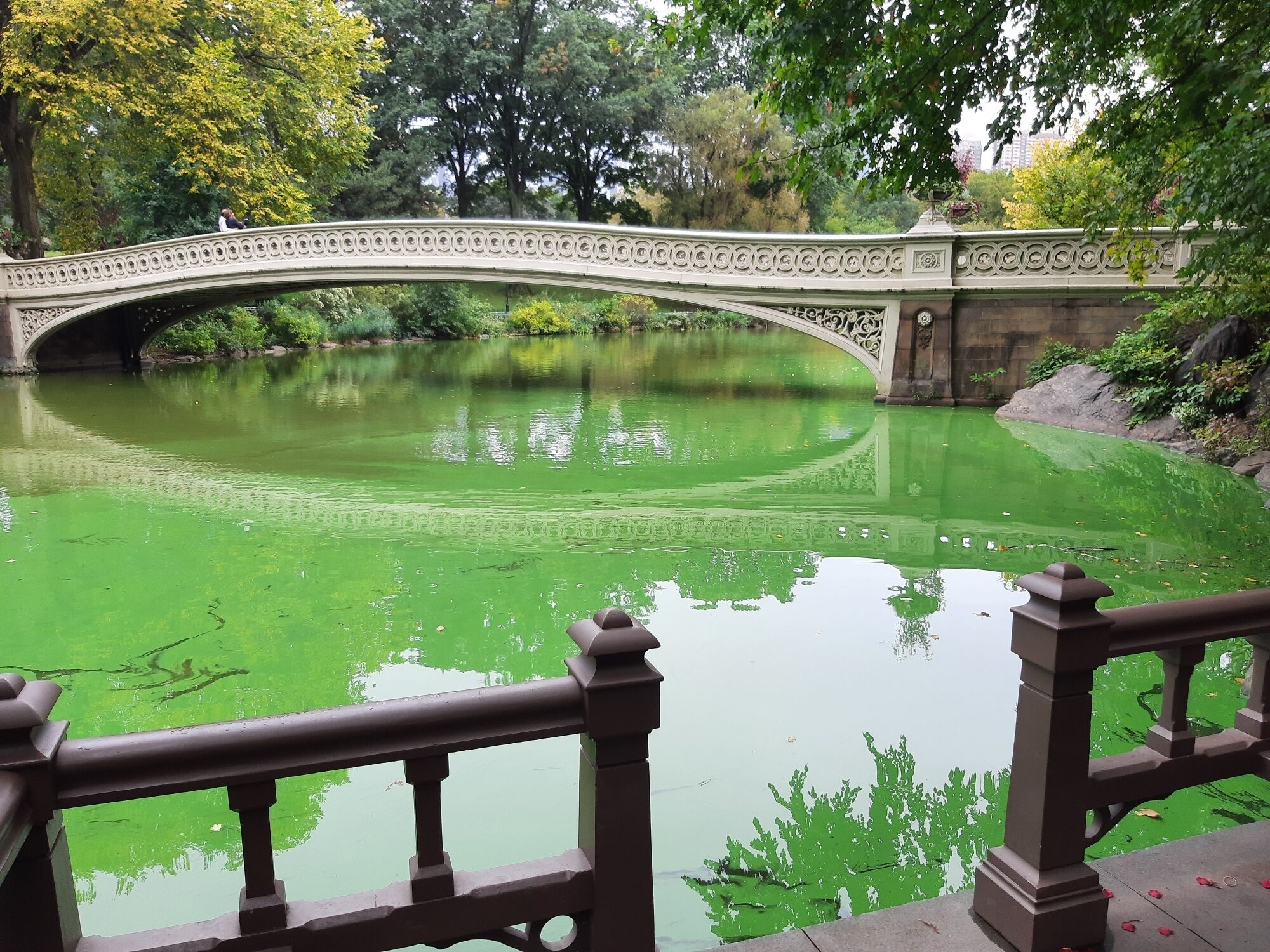 The Pond | Central Park Conservancy