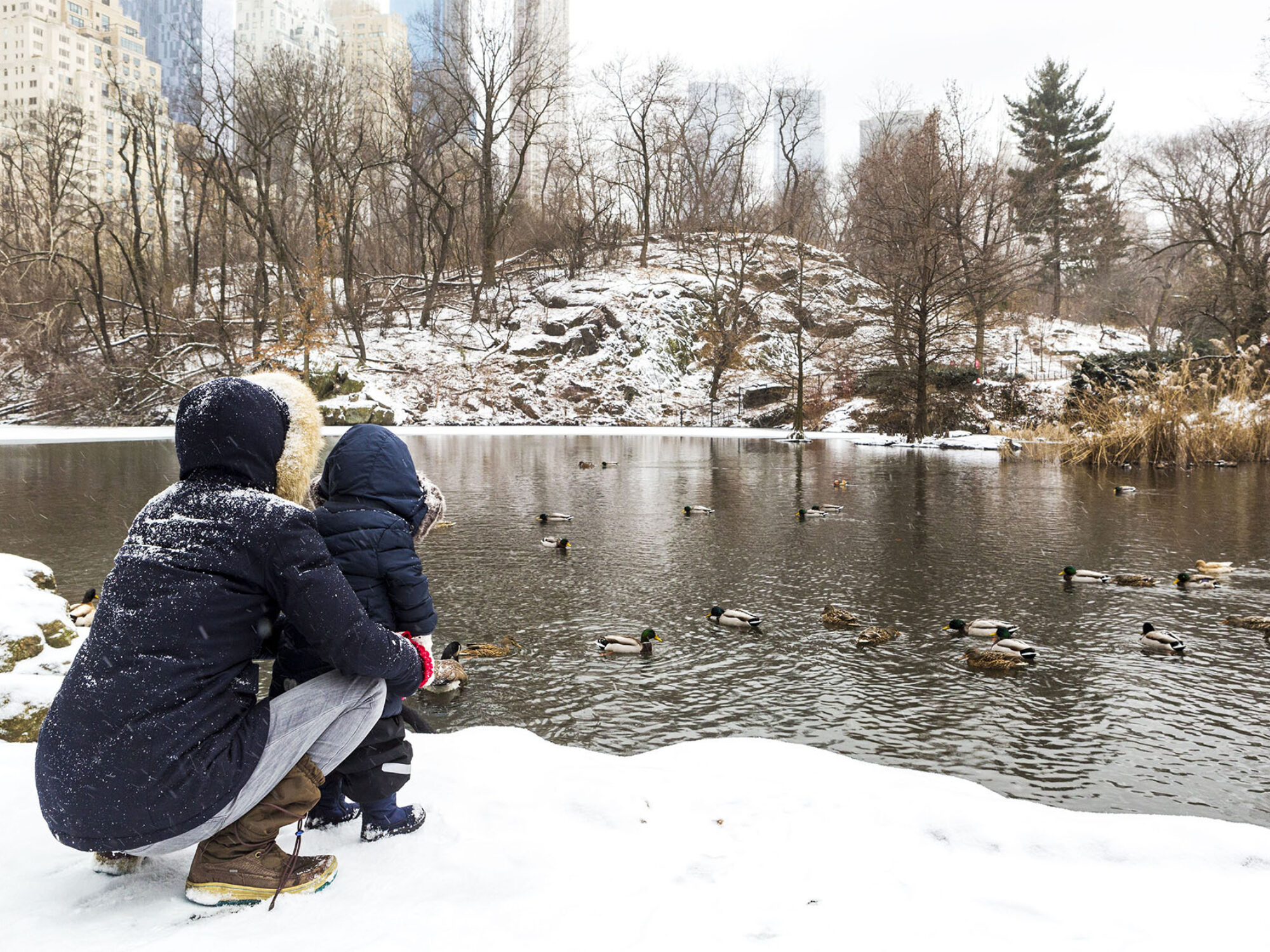 Flying in Plain Sight: The Bats of Central… | Central Park Conservancy