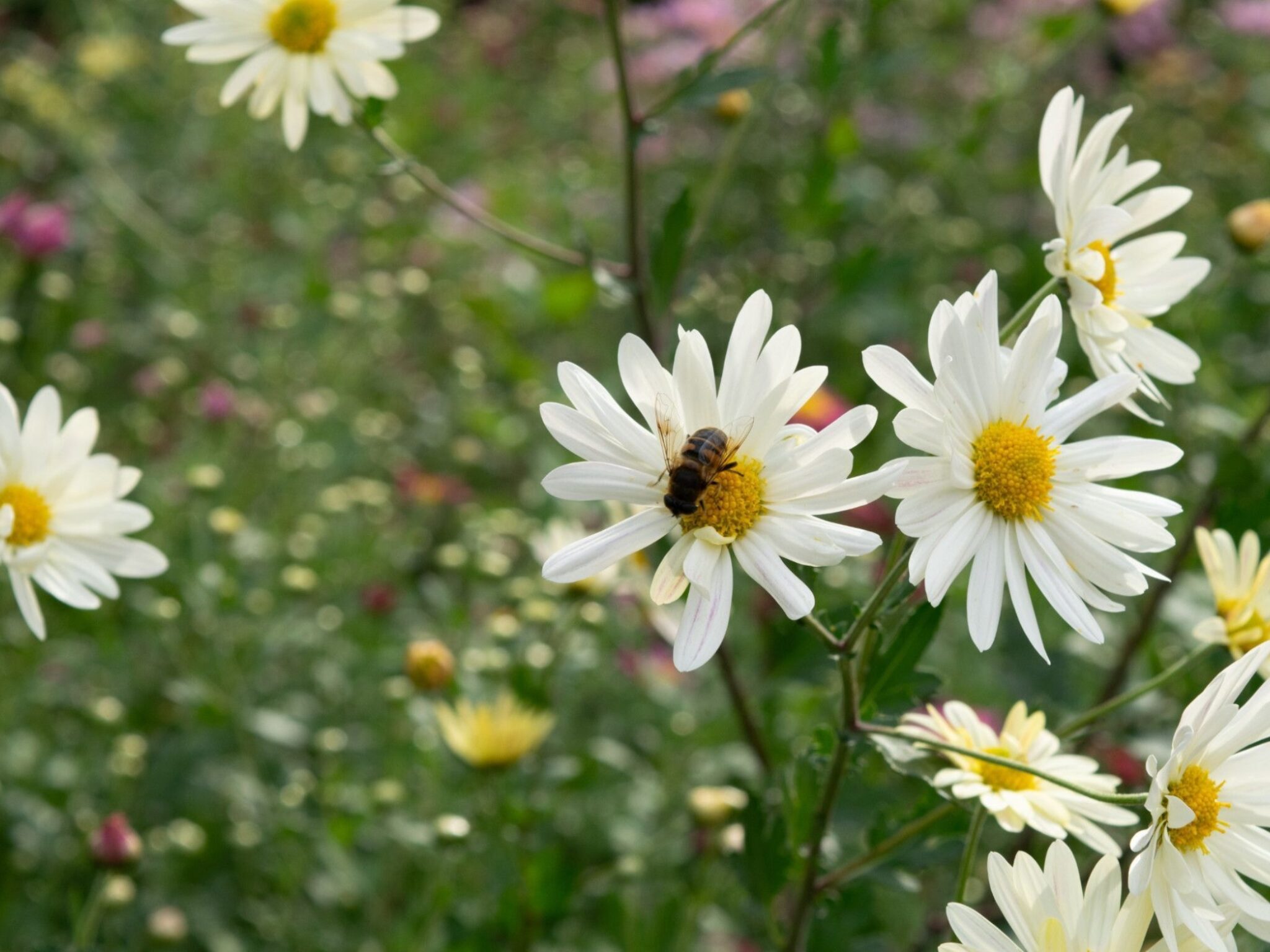 Dene Slope | Central Park Conservancy