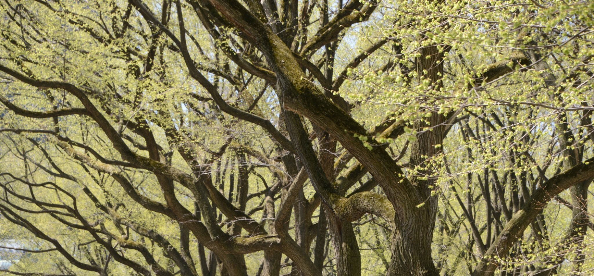 The Fight to Save Central Park’s Iconic… | Central Park Conservancy