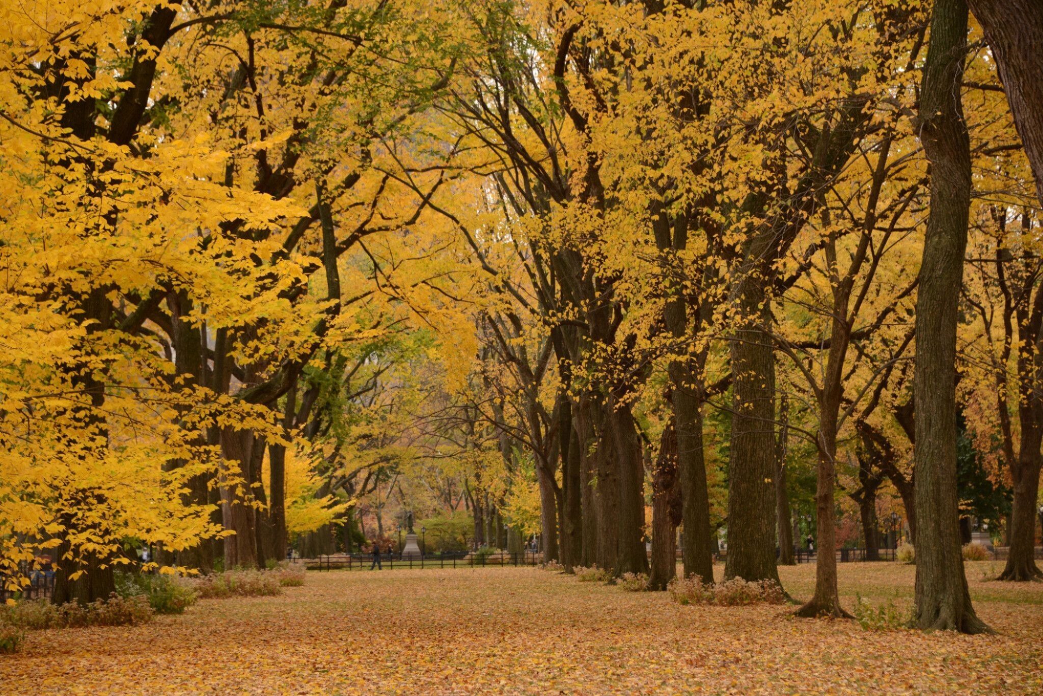 The Fight to Save Central Park’s Iconic… | Central Park Conservancy