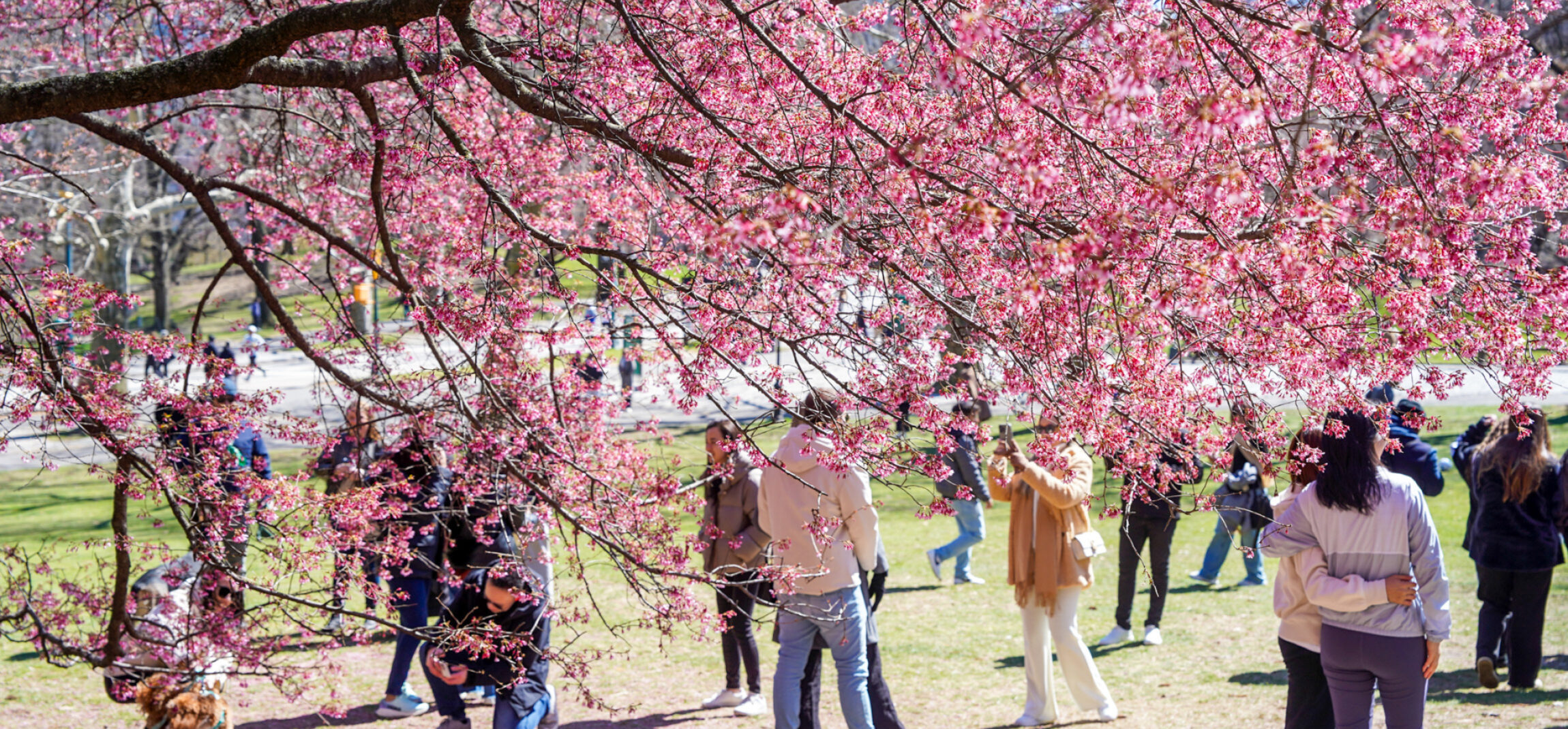 Central Park Cherry Blossom Trees | Central Park Conservancy